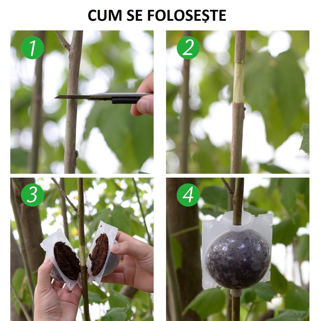 Clonare Plante RO – Trend Mercato